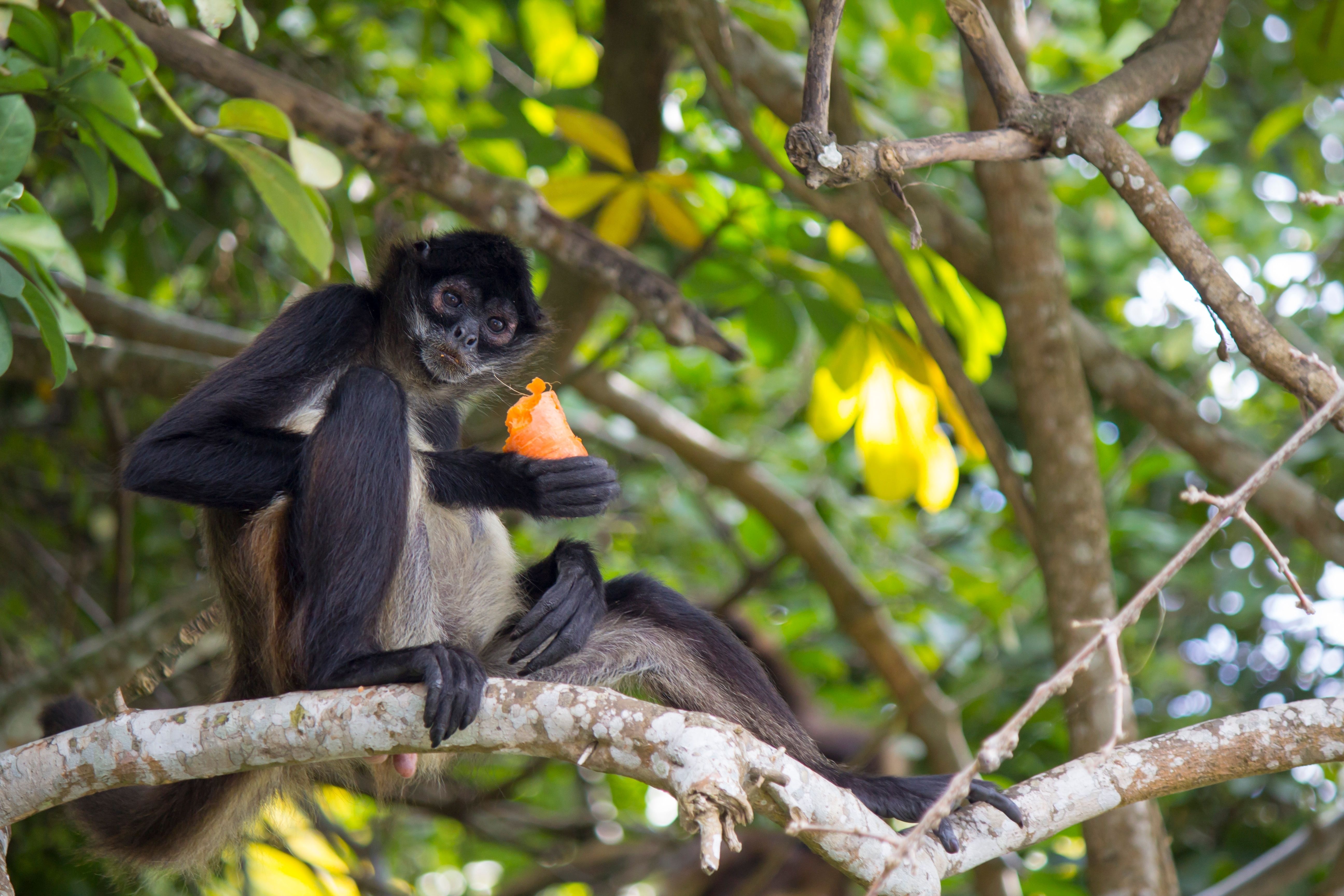 Travel Guide Guatemala: Petén Region ⋅ Natucate