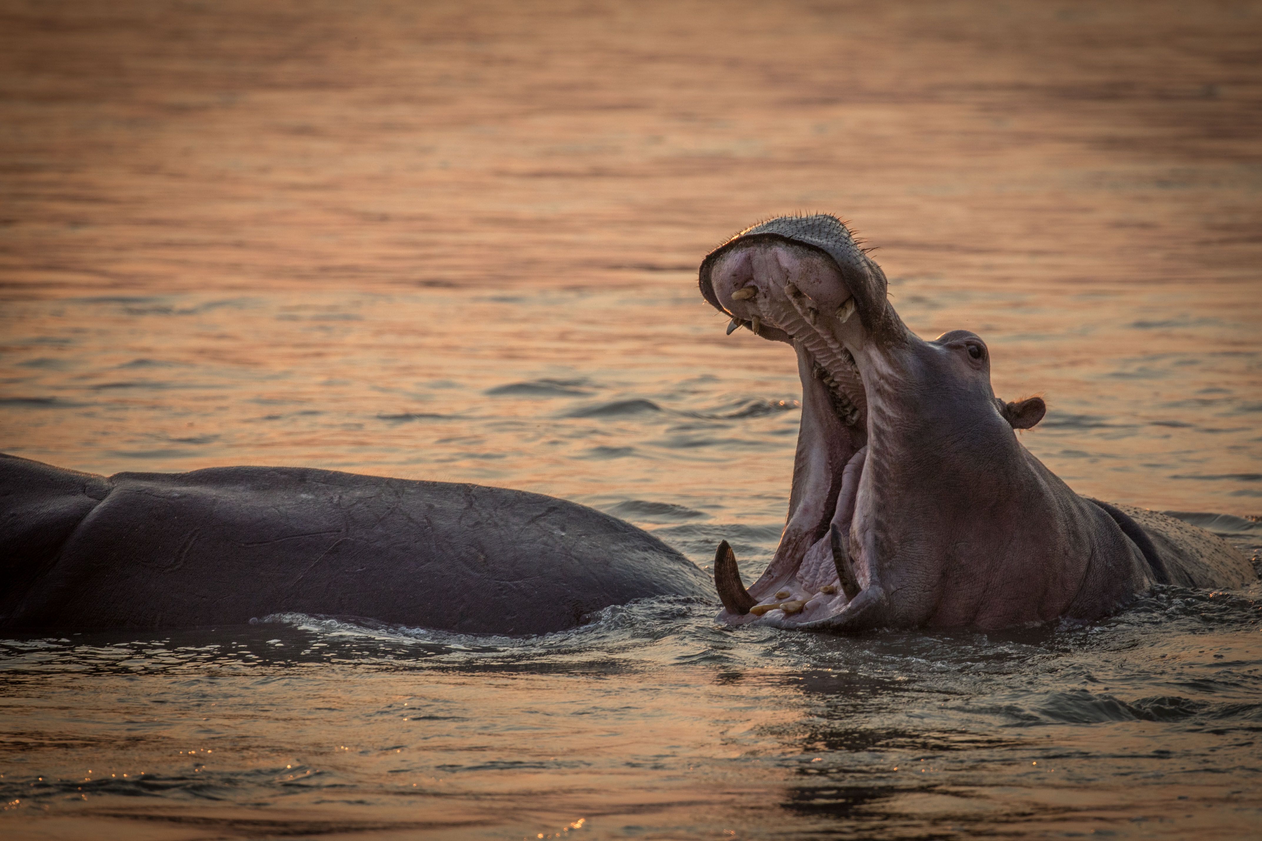 Safari Botswana – Between Moremi and Mababe ⋅ Natucate