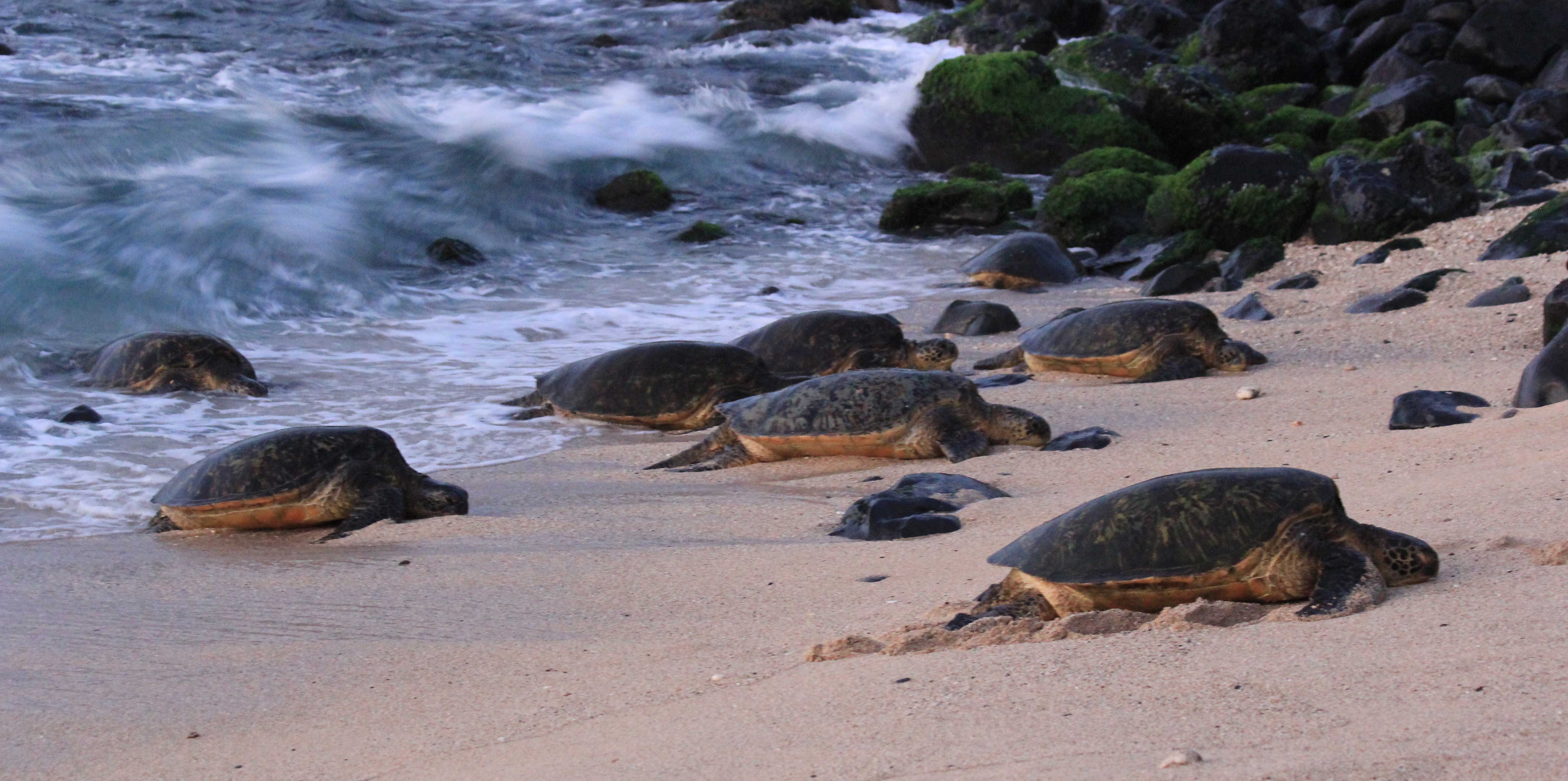 Volunteer Hawaii, USA – Turtle Conservation ⋅ Natucate