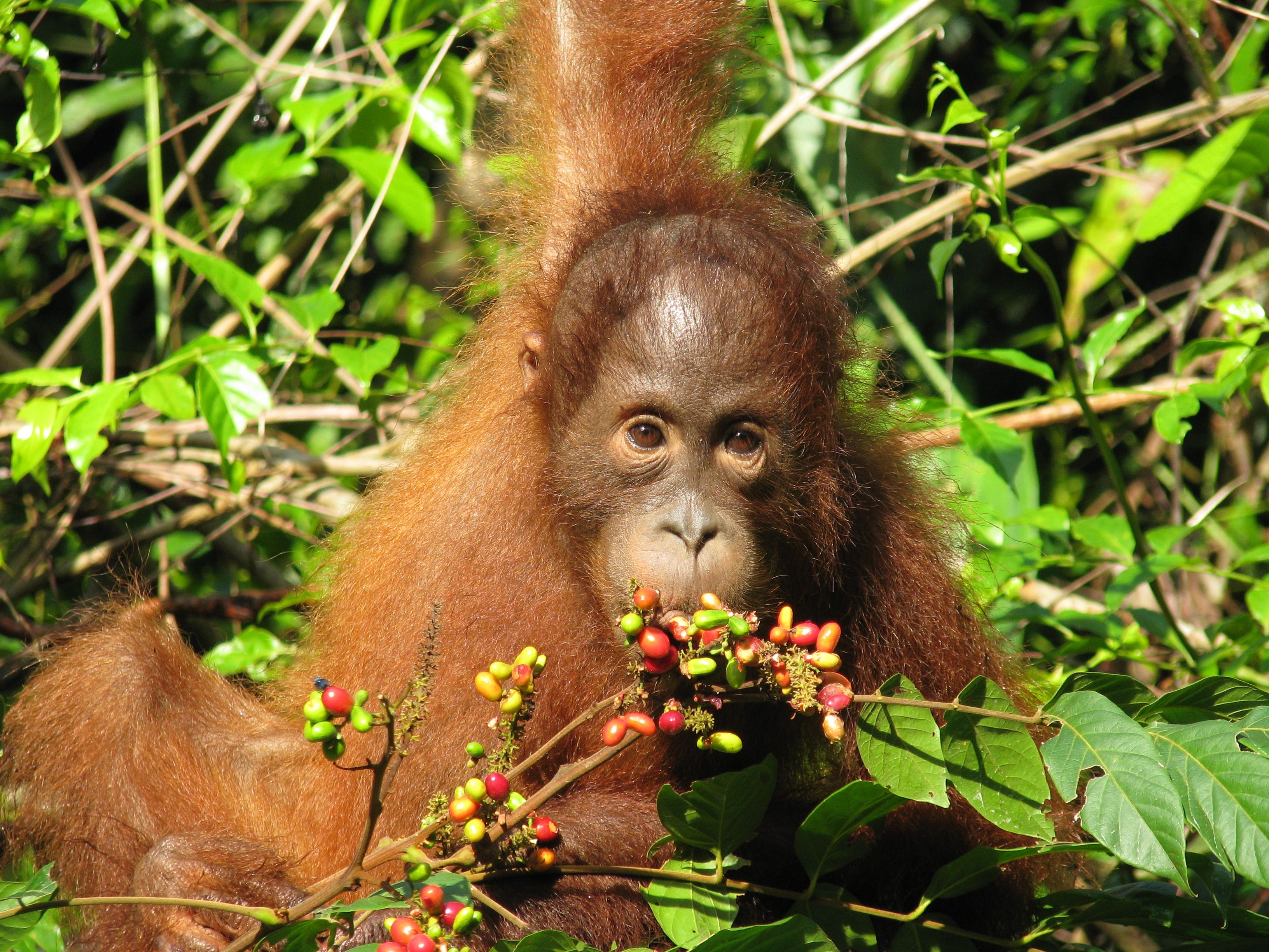 Volunteering Borneo – Species Conservation ⋅ Natucate