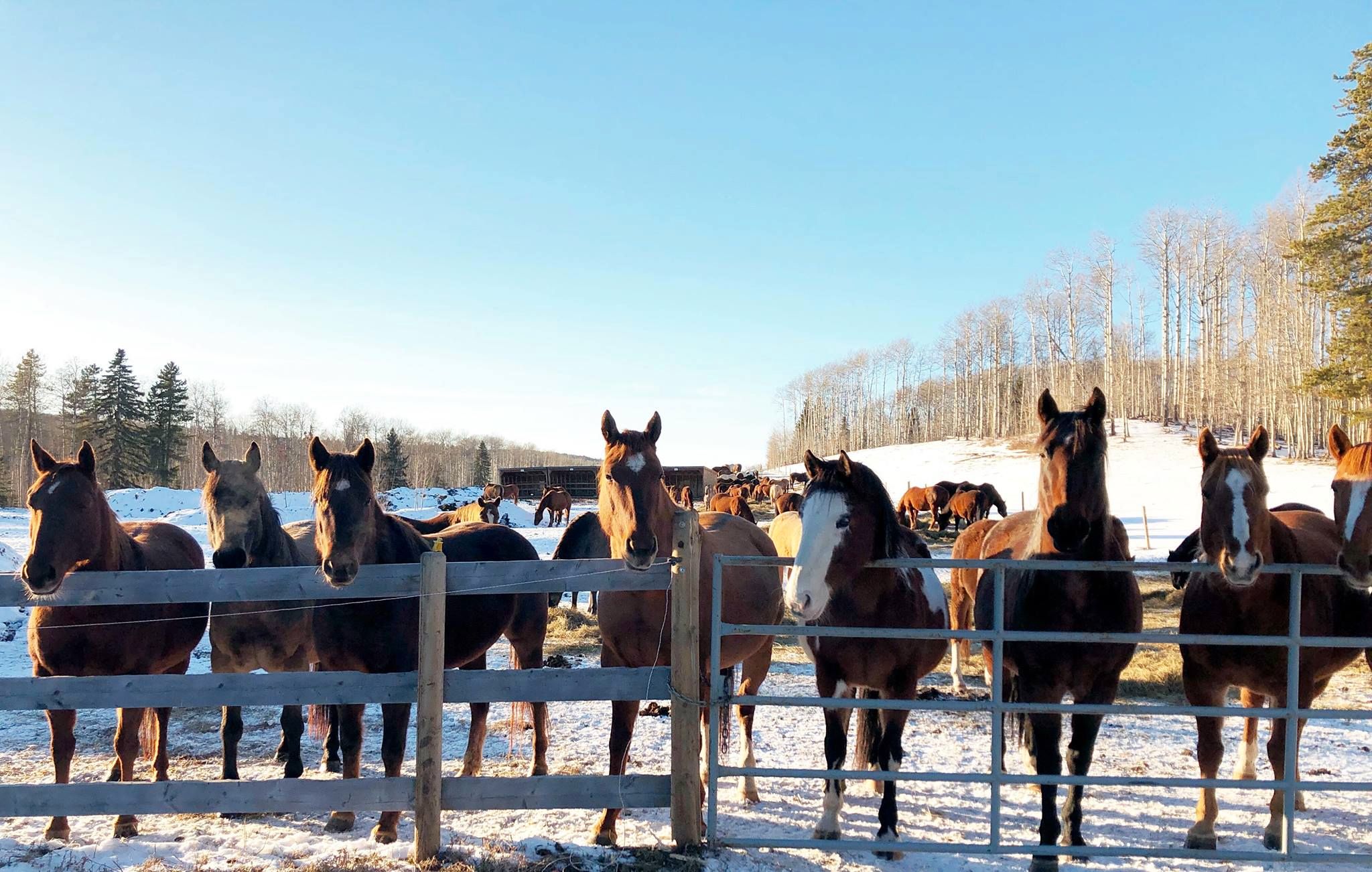 Volunteering Canada – Horse Project ⋅ Natucate