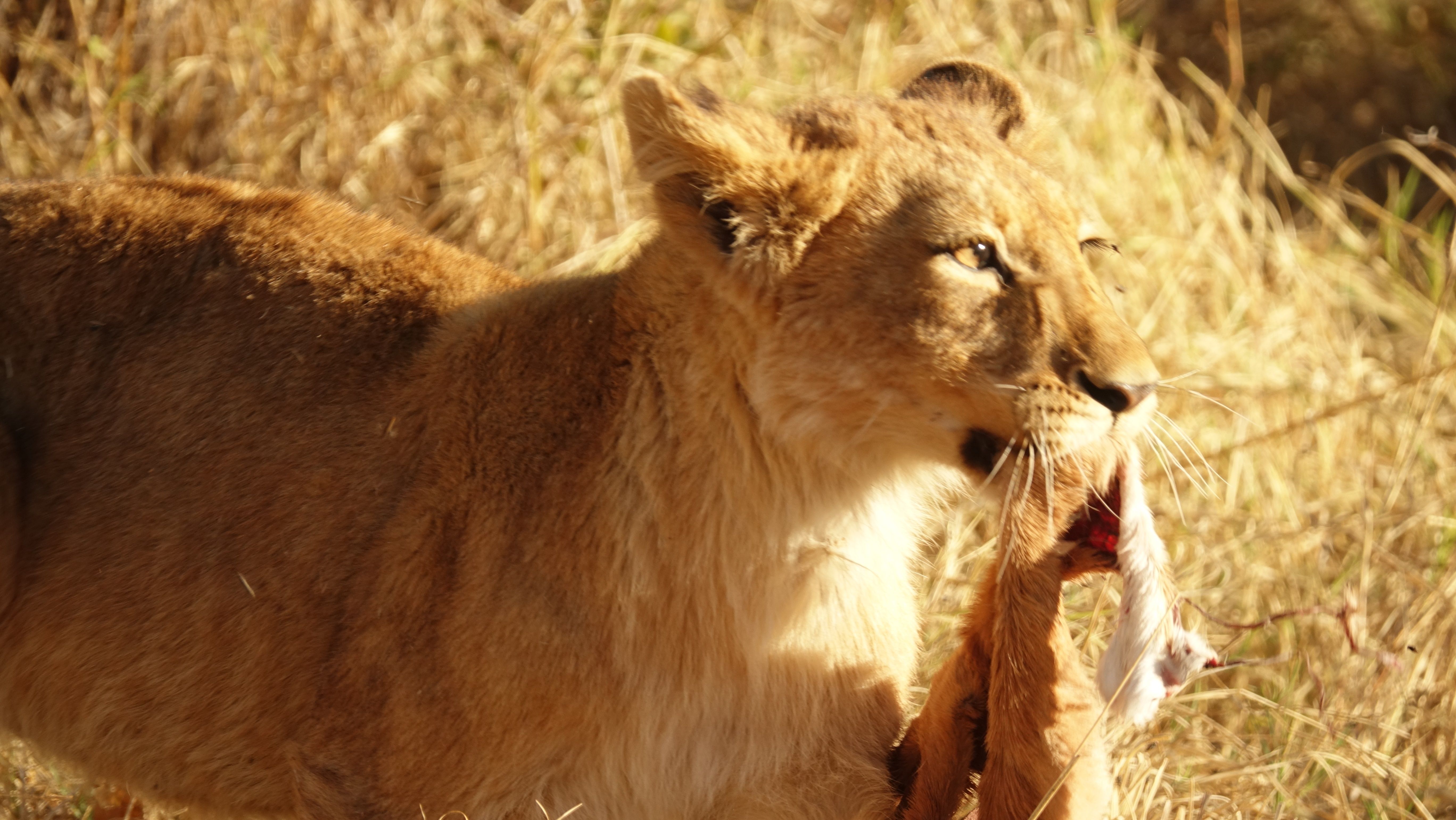 Blog – South Africa: Mabalingwe Nature Reserve ⋅ Natucate