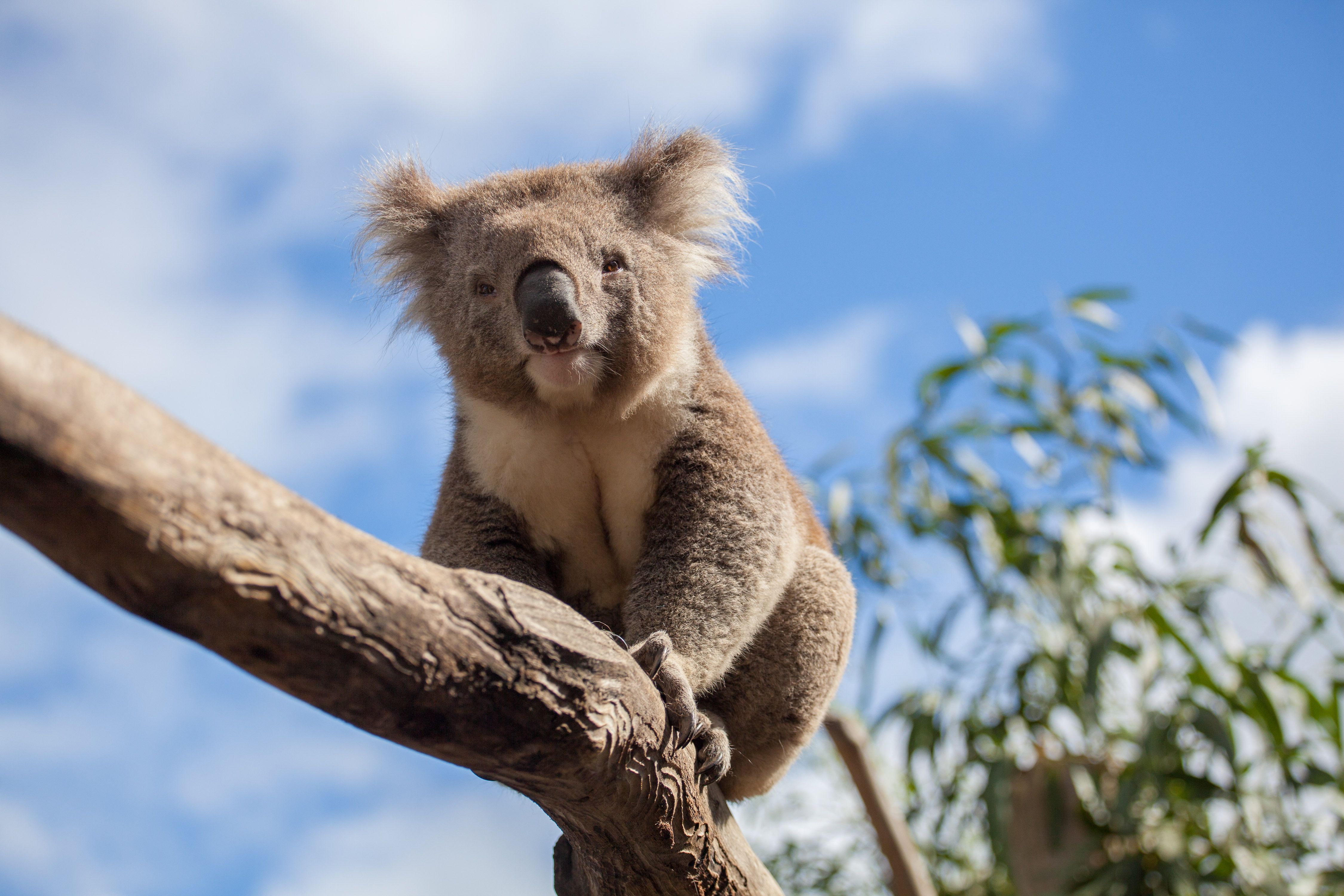 Images Of Koalas