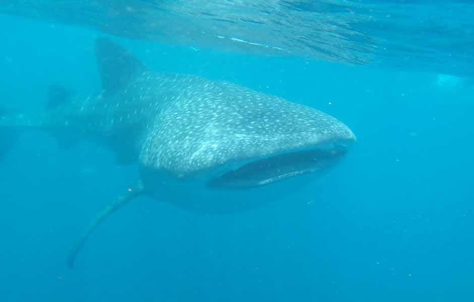 Blog – Whale Shark Protection with TripAdvisor ⋅ Natucate
