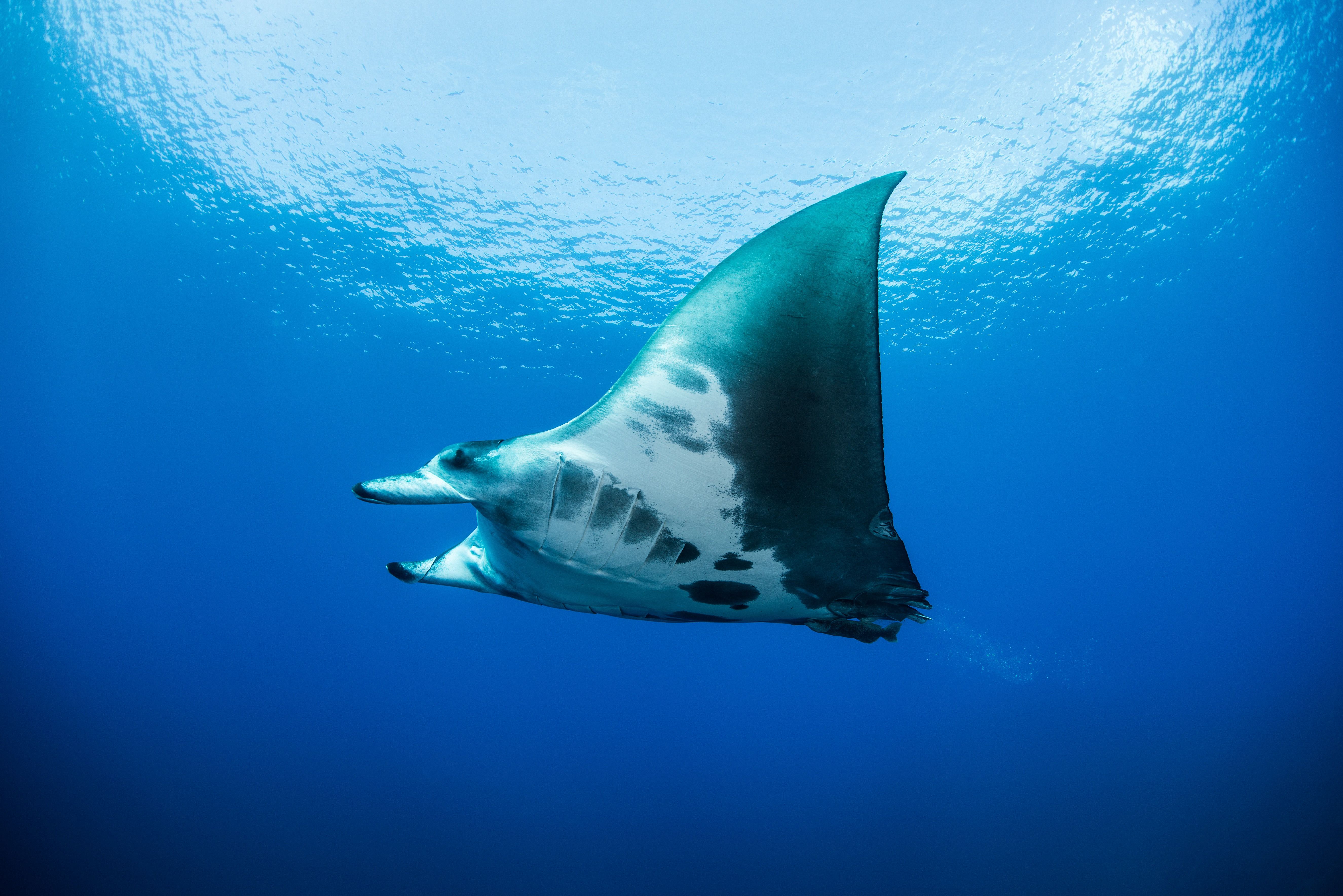 Artenvorstellung: Die Magie der Mantarochen ⋅ Natucate