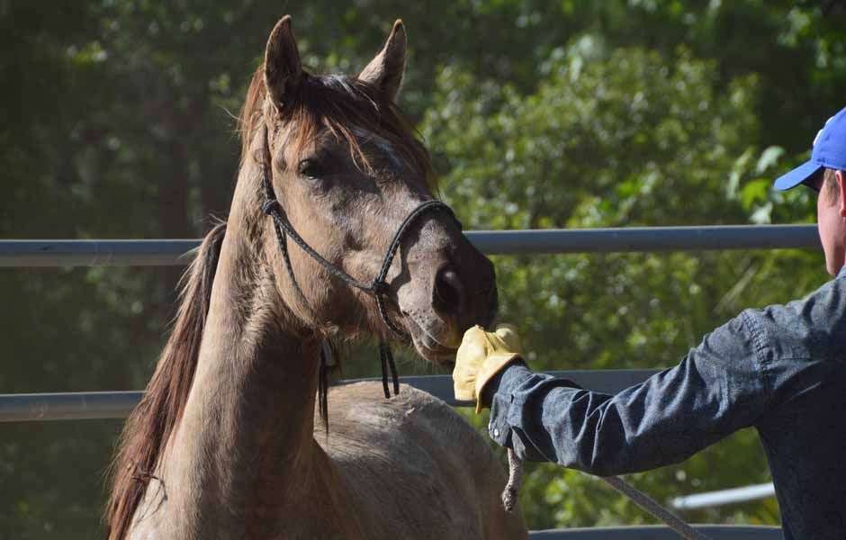 Natucate Blog – Mustangs USA: Facing slaughter ⋅ Natucate