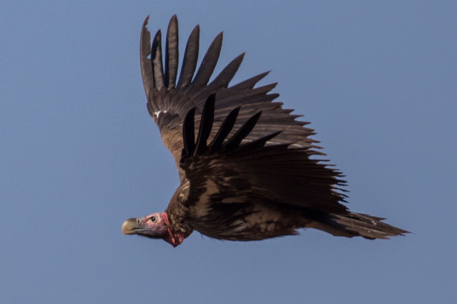 Blog – Geier: Müllentsorger der Savanne ⋅ Natucate